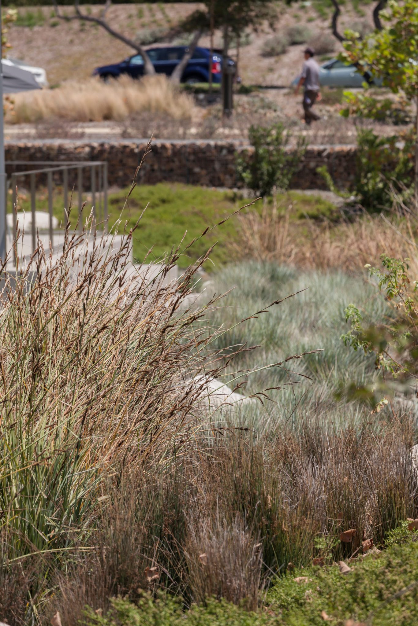 Pacific Center Campus Development R&D Building – Landscape - BNIM